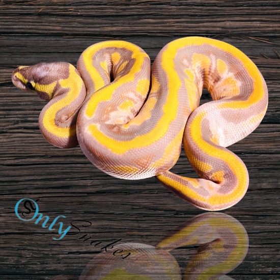 Black Pastel Coral Glow Leopard Piebald Ball Python by OnlySnakes