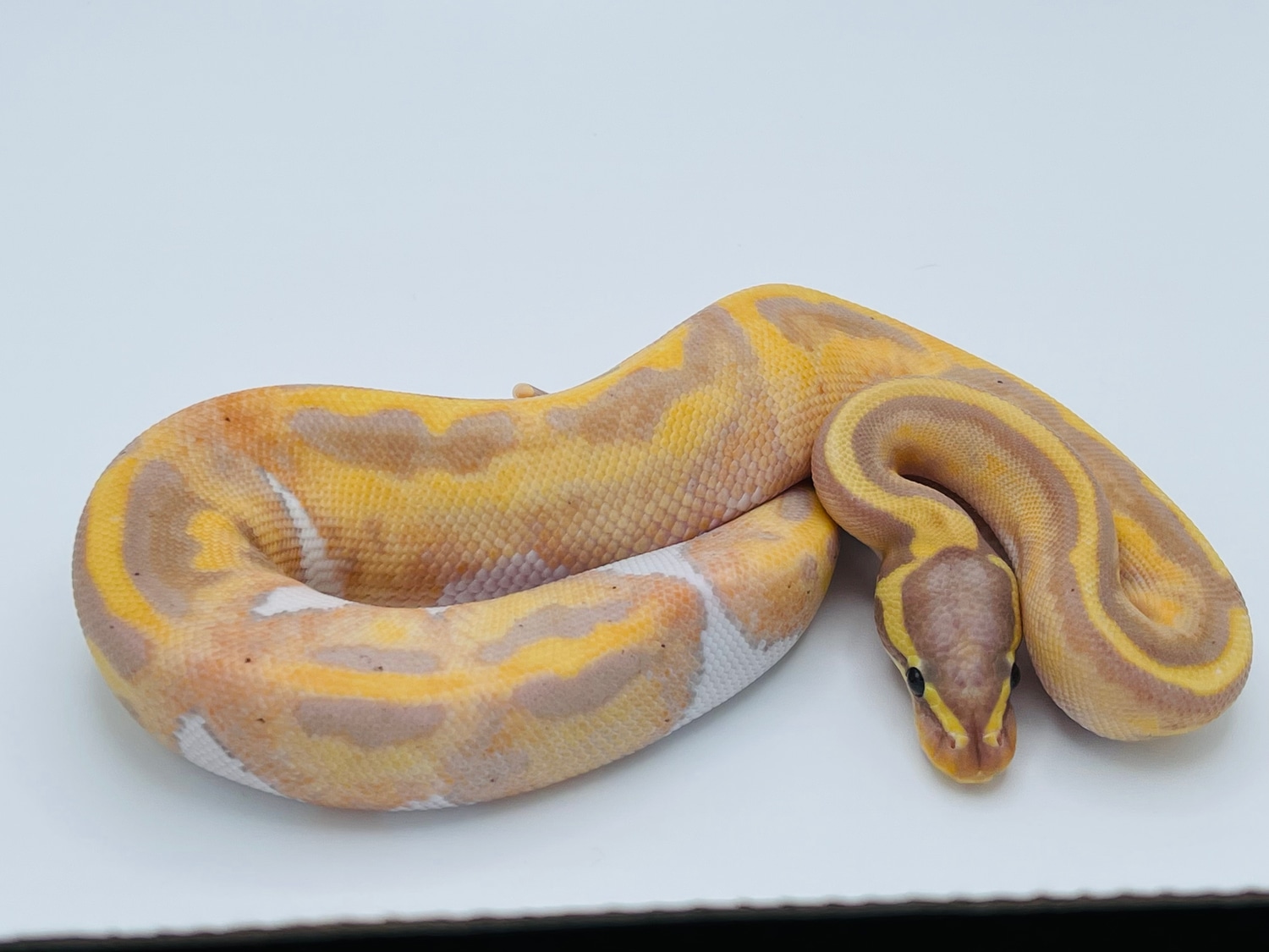Black Pastel Banana Leopard Pied Ball Python by OnlySnakes - MorphMarket