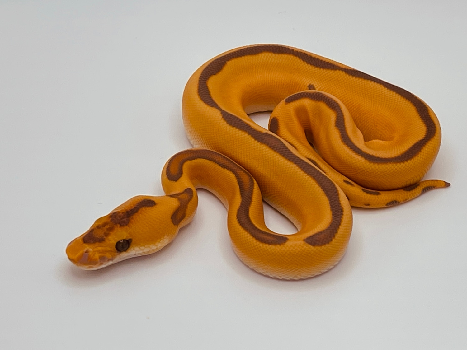 Orange Dream Leopard Enchi Banana Clown Ball Python by OnlySnakes ...