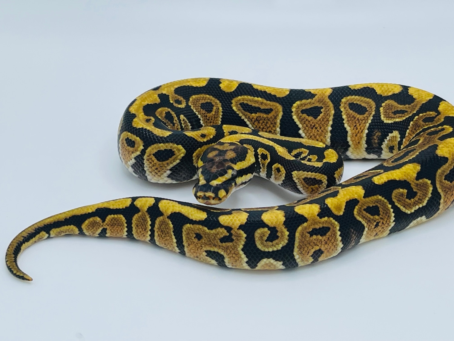 Spotnose 💯 Het Clown 50% Het Pied Ball Python by OnlySnakes - MorphMarket