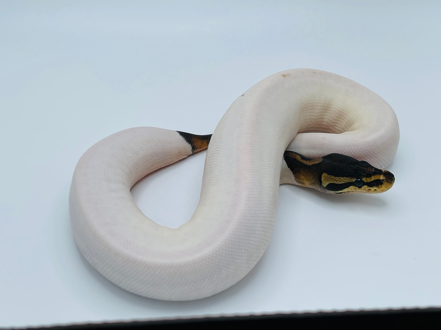 Black Pastel Pied (Probable Leopard) Ball Python by OnlySnakes ...