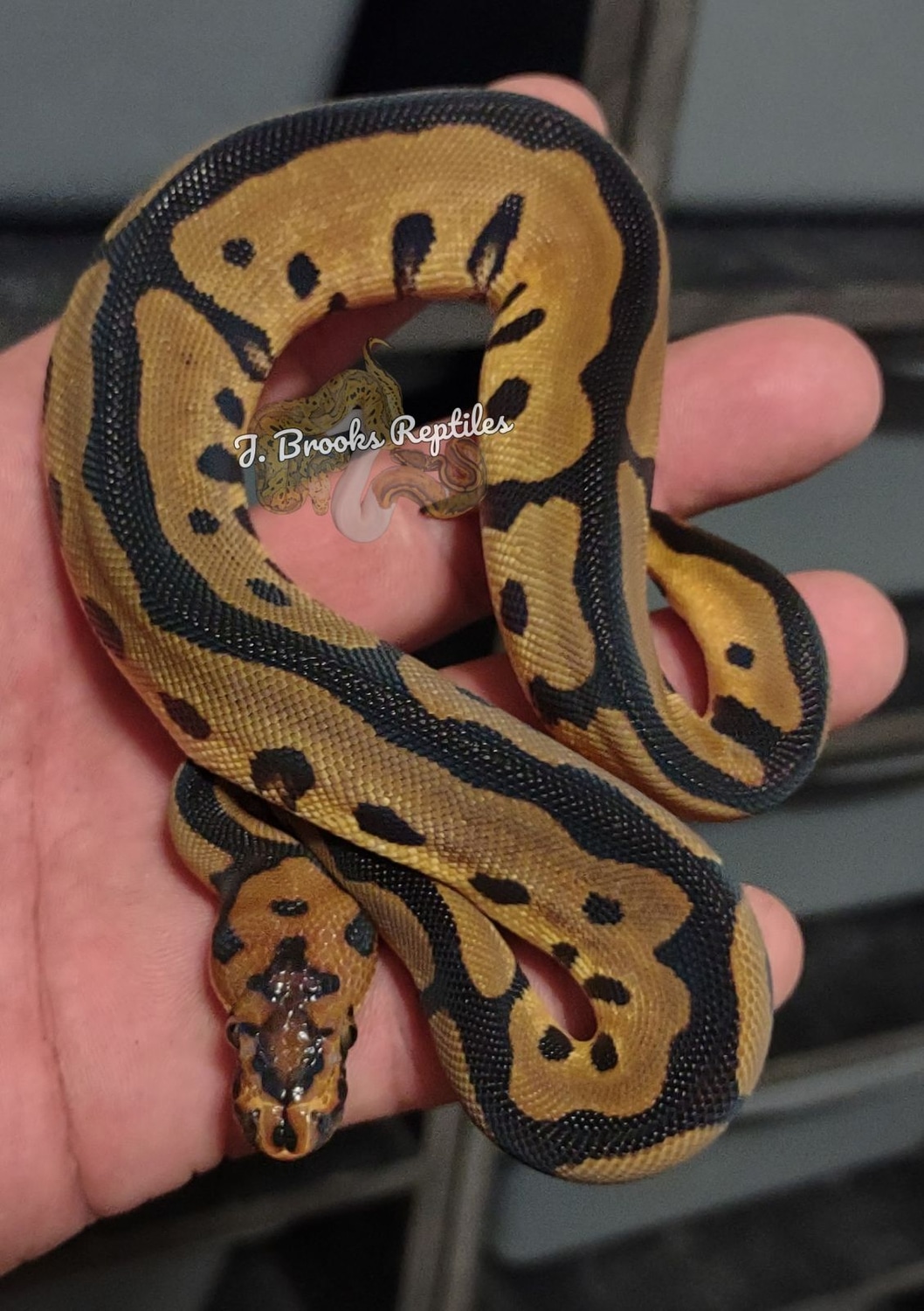 Leopard Clown 66% Pos Het Desert Ghost Ball Python by J Brooks Reptiles ...