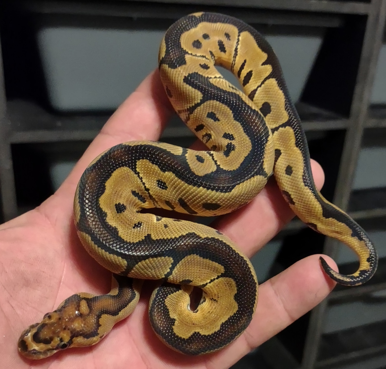 Yellow Belly Clown Ball Python by J Brooks Reptiles - MorphMarket