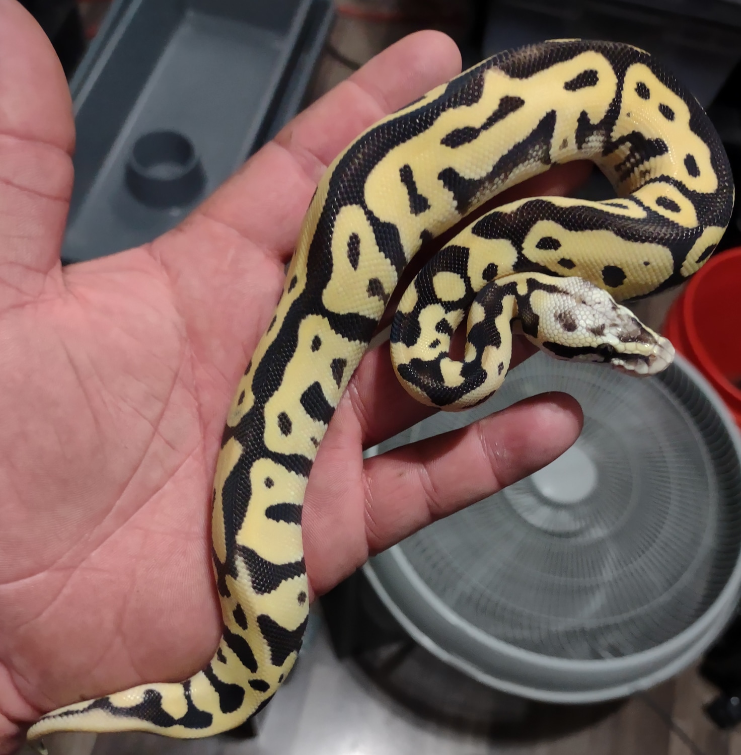 Pastel Enchi Leopard Desert Ghost Pos Het Clown Pos Het Cryptic Ball ...