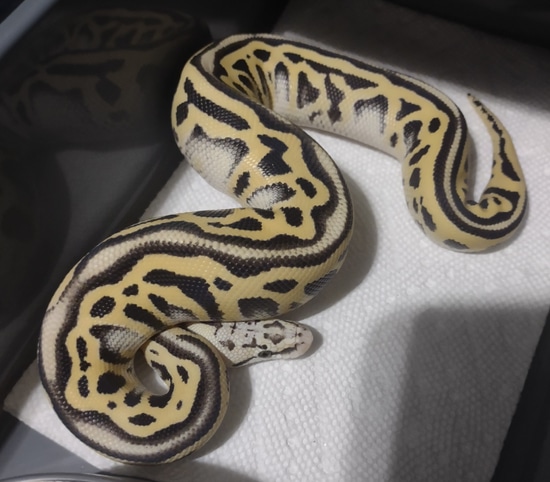 Pastel Enchi Leopard Desert Ghost Crypton Ball Python by J Brooks Reptiles