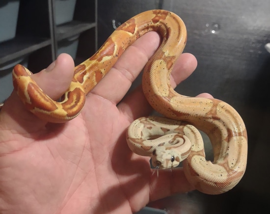 Sunset Boa Boa Constrictor by J Brooks Reptiles