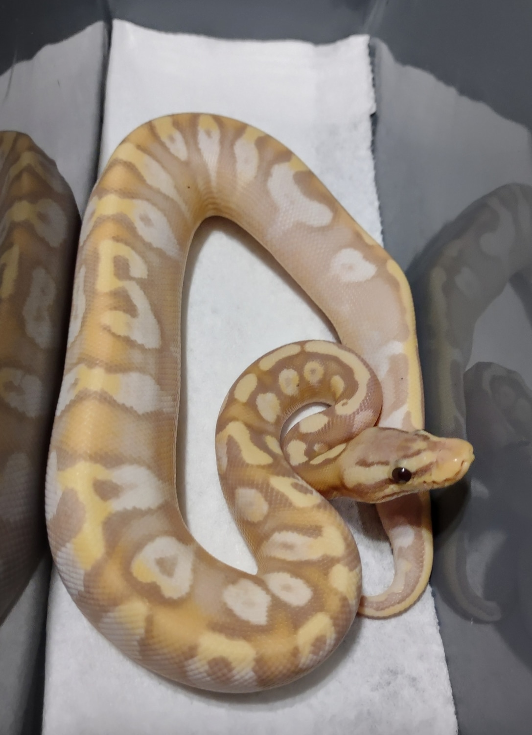 Pastel Calico YB Banana Ball Python by J Brooks Reptiles - MorphMarket