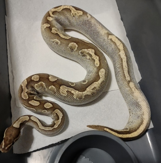 Calico Lesser Yb Ball Python by J Brooks Reptiles