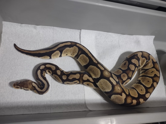 Pastel Het Sunset Ball Python by J Brooks Reptiles