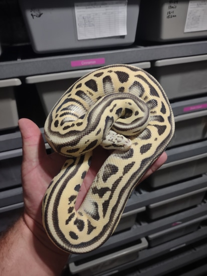 Pastel Enchi Leopard DG Crypton Ball Python by J Brooks Reptiles