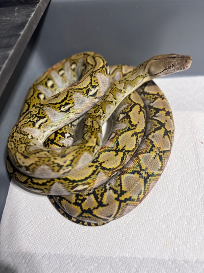 87.5 Anery Kalatoa Reticulated Python by J Brooks Reptiles