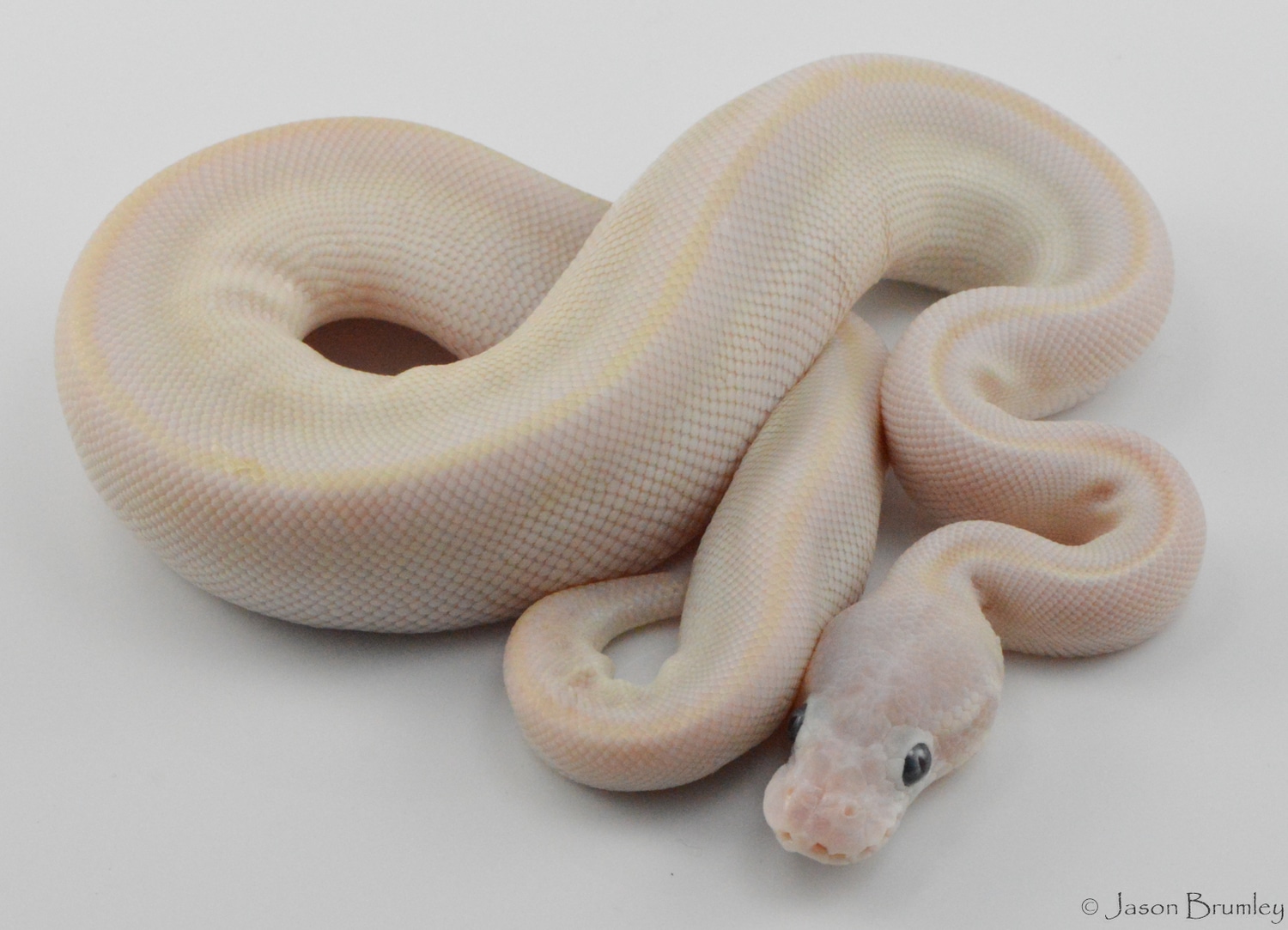 Super Mojave + Possible Vanilla + Possible Pastel Ball Python by ...