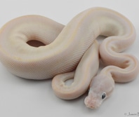 Super Mojave + Possible Vanilla + Possible Pastel Ball Python by ...