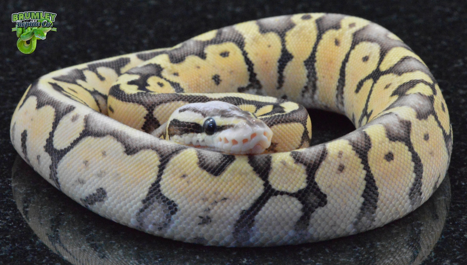 Super Pastel Vanilla Ball Python by Brumley Reptile Co - MorphMarket