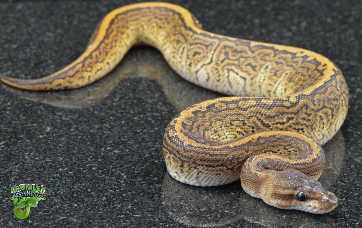 Black Pastel Pinstripe Trick Ball Python by Brumley Reptile Co ...