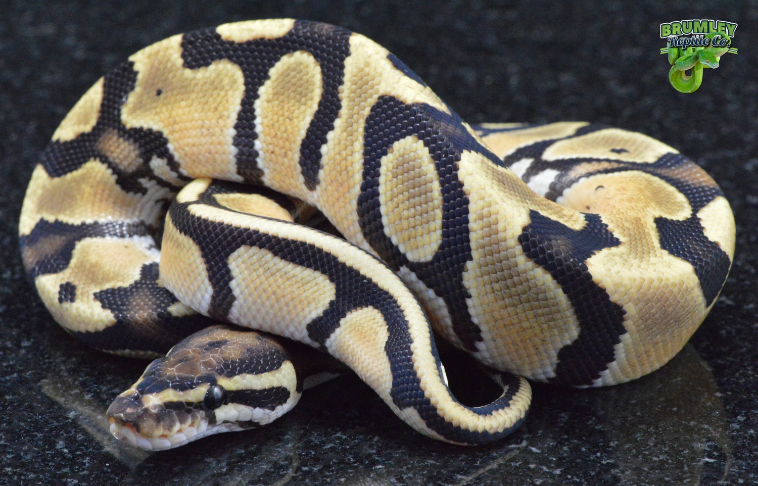 Orange Dream Fire Ball Python by Brumley Reptile Co - MorphMarket