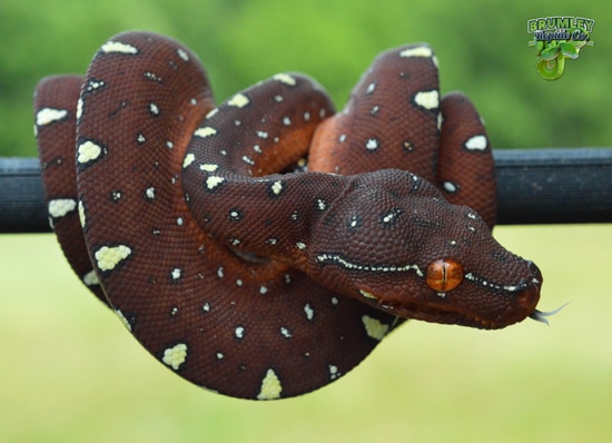 Red Neonate Designer Blueline X Cyclops Mtn Outcross Green Tree Python ...