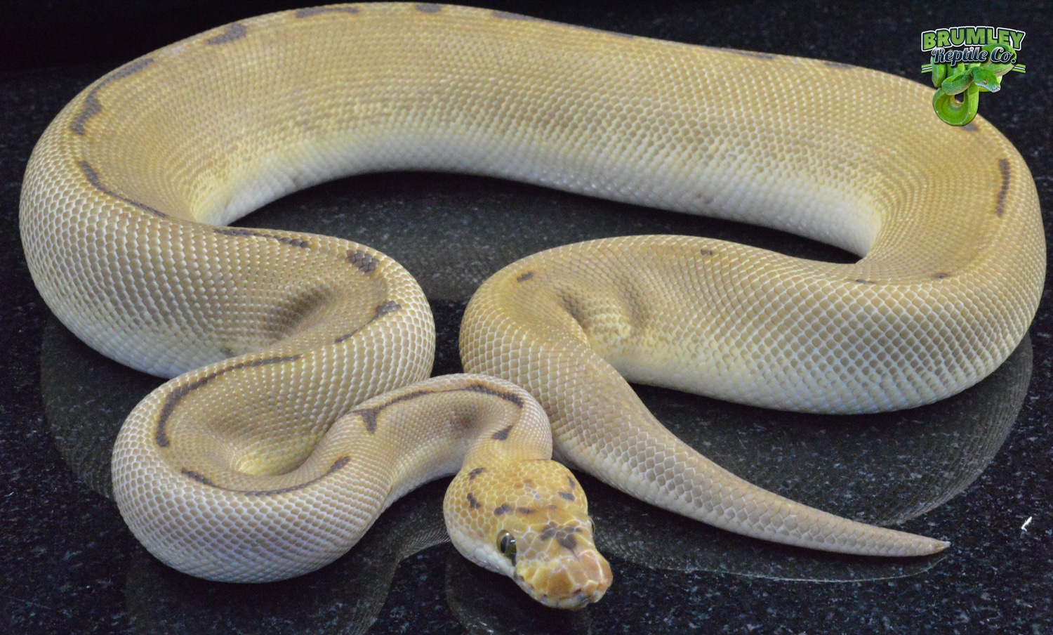Super Blade Spider Clown Ball Python by Brumley Reptile Co - MorphMarket