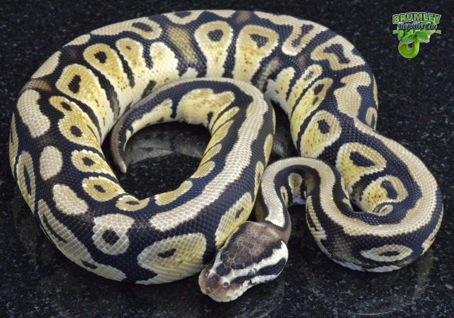 Pastel Specter 50% Het Puzzle Ball Python by Brumley Reptile Co ...