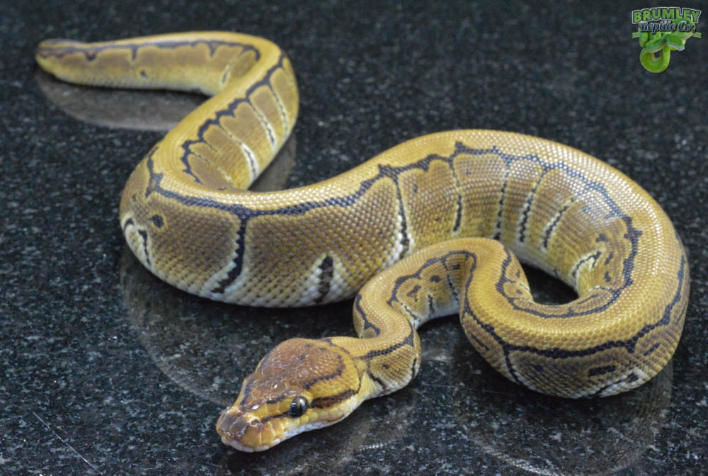 Pinstripe Het Clown Ball Python by Brumley Reptile Co - MorphMarket
