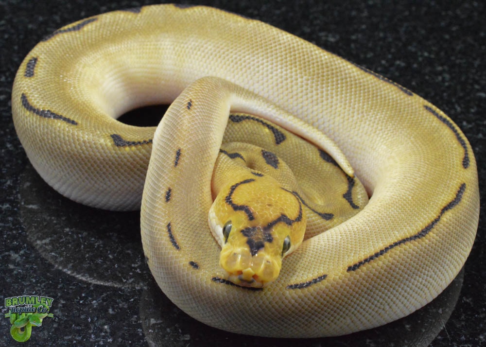 Blade Spider Clown Ball Python by Brumley Reptile Co - MorphMarket