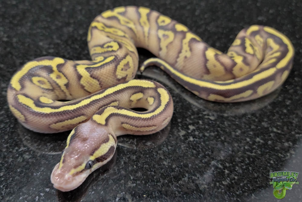 Mojave Yellowbelly Pastel Fire 50% Het Puzzle Ball Python by Brumley ...