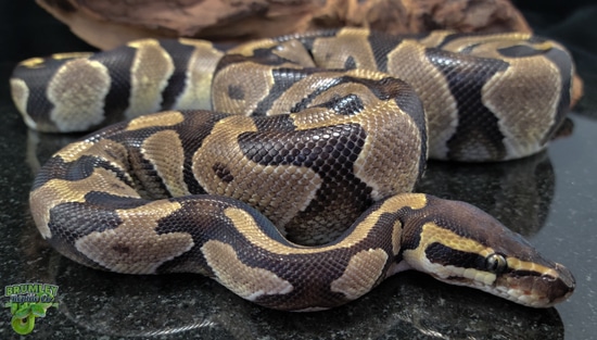 Phantom Enchi Ball Python by Brumley Reptile Co