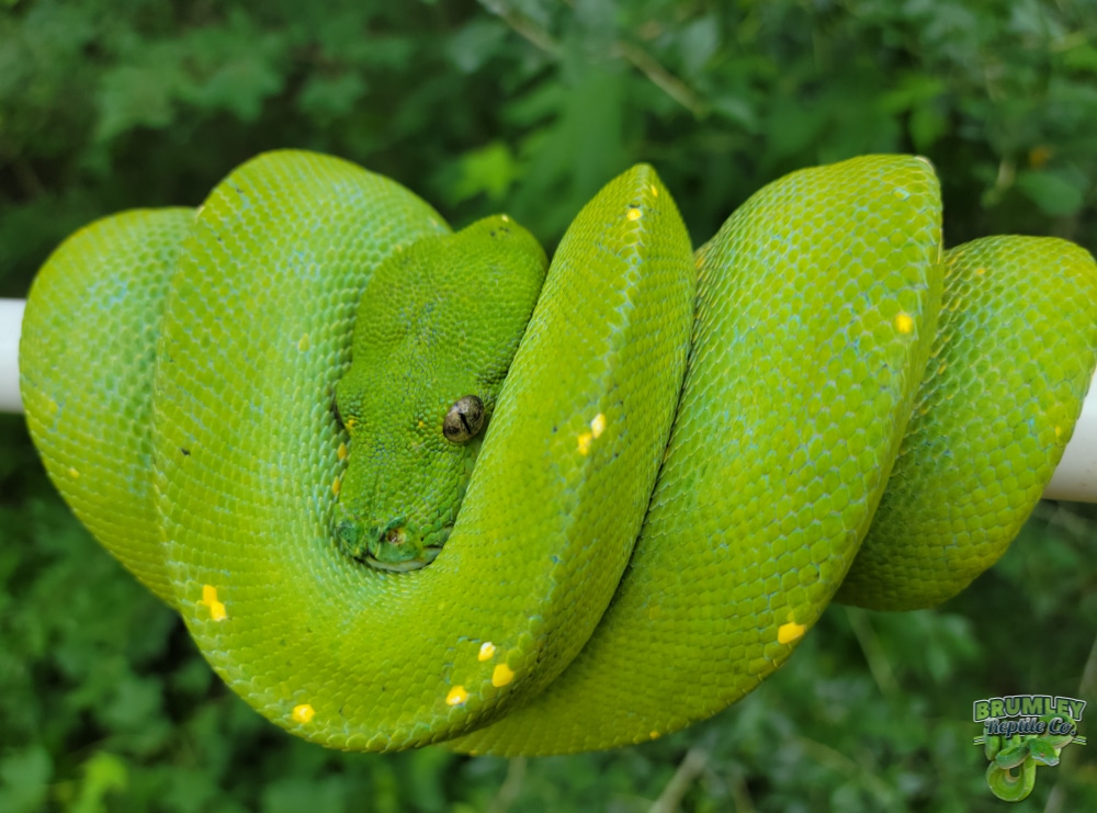 USCBB Biak X Lereh Outcross Green Tree Python by Brumley Reptile Co ...