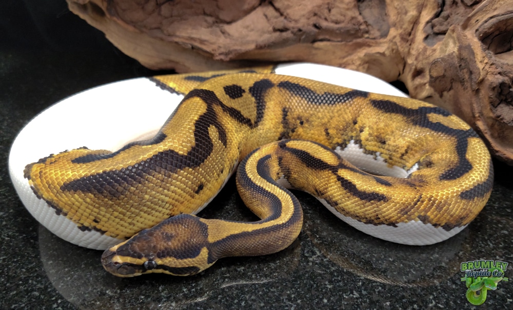 Piebald 100% Het Lavender Albino Ball Python by Brumley Reptile Co ...