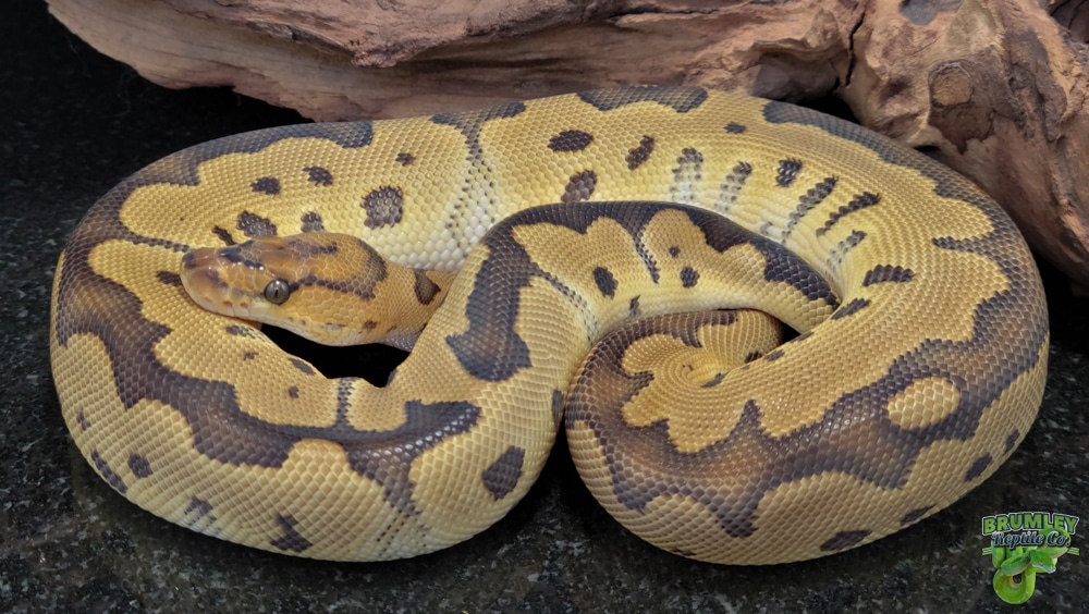 Blade Clown Ball Python by Brumley Reptile Co - MorphMarket