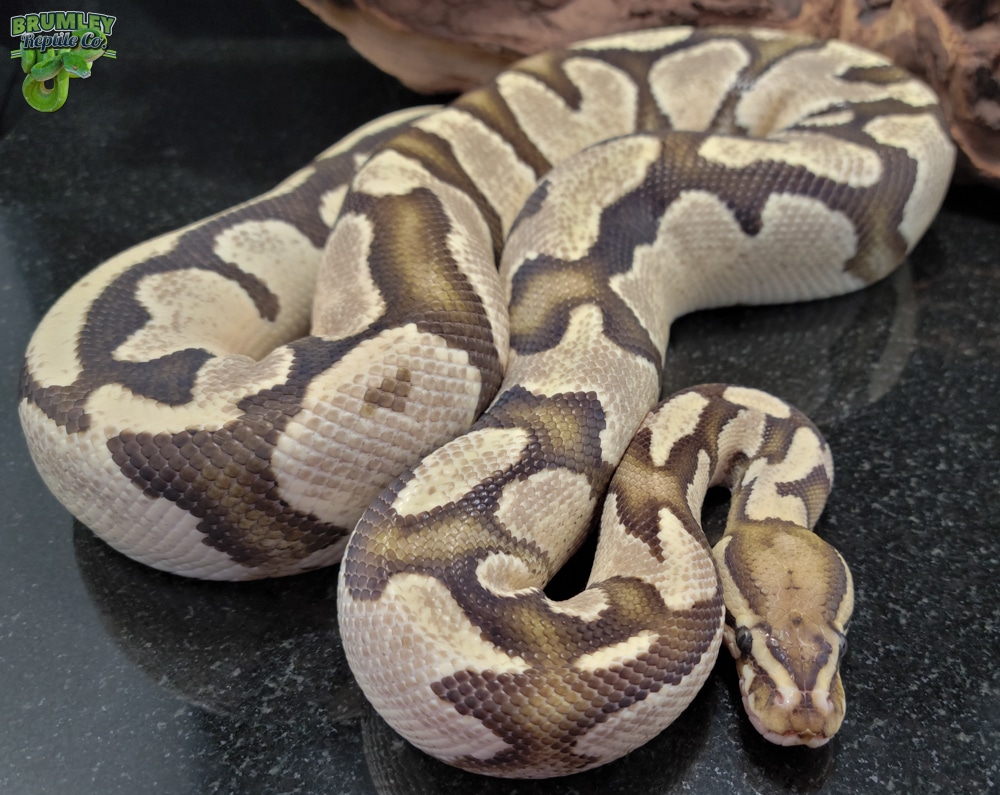 Orange Dream Yellowbelly Fire Ball Python by Brumley Reptile Co ...