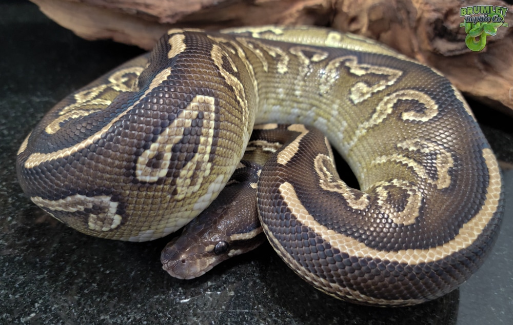 Trick Black Pastel Mojave Ball Python by Brumley Reptile Co - MorphMarket