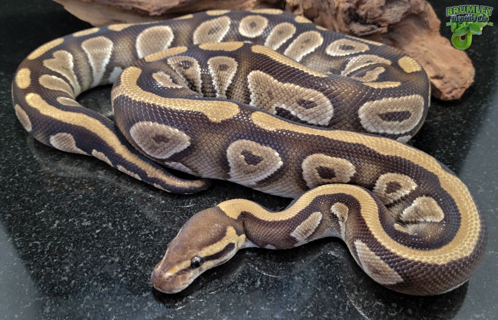 Phantom Het Clown Ball Python by Brumley Reptile Co - MorphMarket