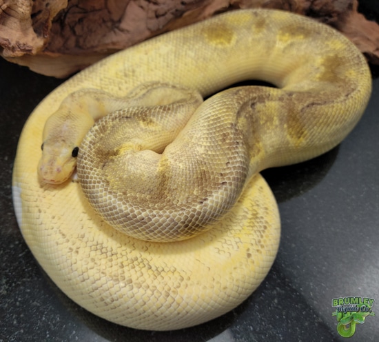 Pastel Enchi Champagne 50% Pos Het Piebald Ball Python by Brumley ...