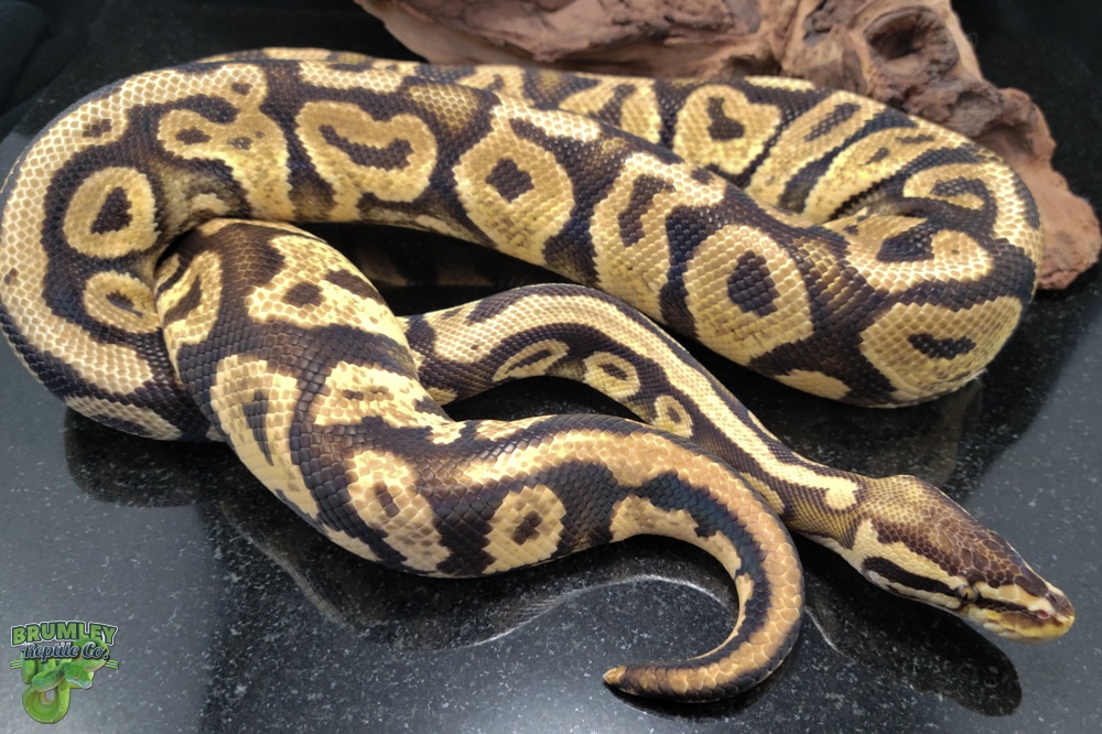 Pastel Yellowbelly Ball Python by Brumley Reptile Co - MorphMarket