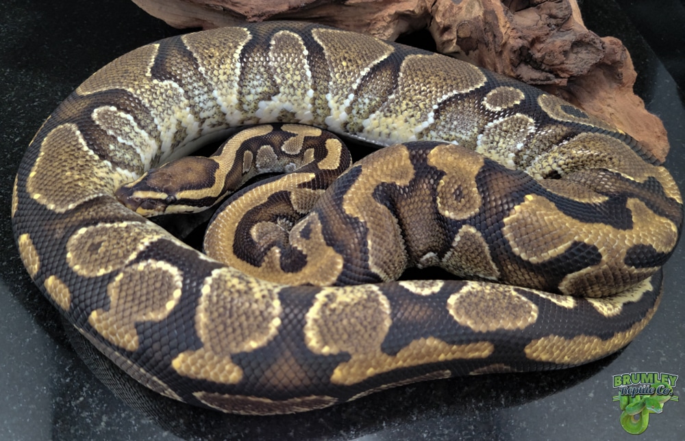 Enchi Yellowbelly 50% Pos Het Piebald Ball Python by Brumley Reptile Co ...