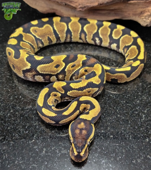 YB/Specter 100% Het Puzzle Female Ball Python by Brumley Reptile Co
