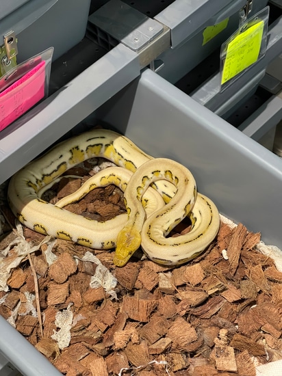 Lemonglow Jaguar Het Purple/Carmel Reticulated Python by BOC