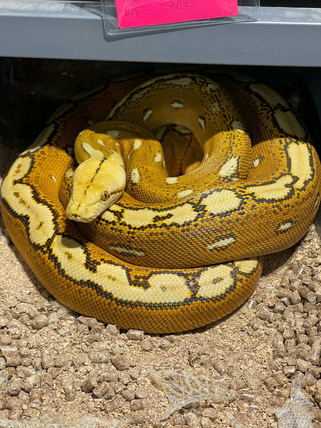 Orange Ghost Stripe Het Purple Reticulated Python by BOC - MorphMarket