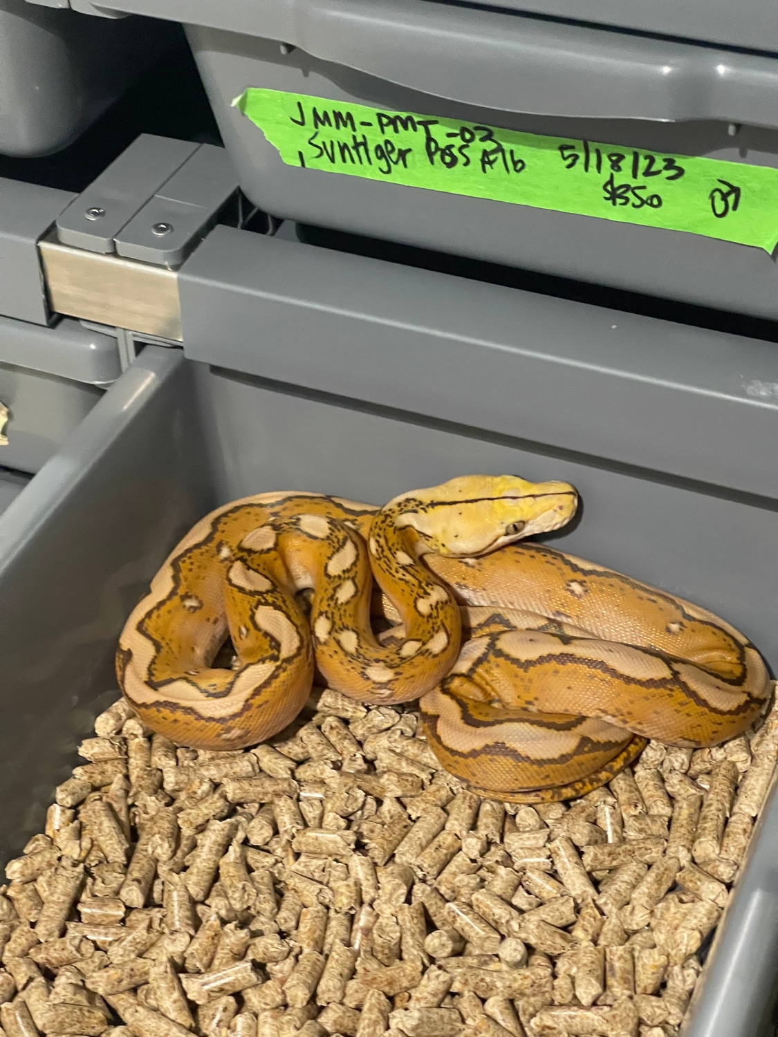 Mochino Motley Make Offer Reticulated Python by BOC - MorphMarket