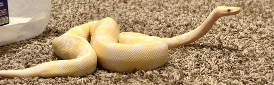 Banana Albino Ball Python by Back 40 Ball Pythons