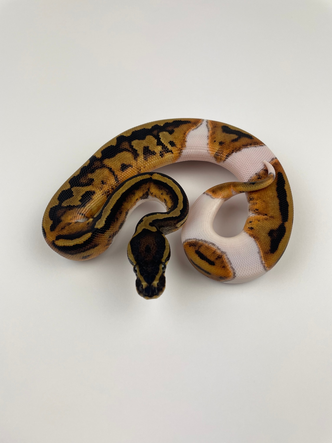 Orange Dream Pied Ball Python by Top Tier Reptiles, LLC - MorphMarket