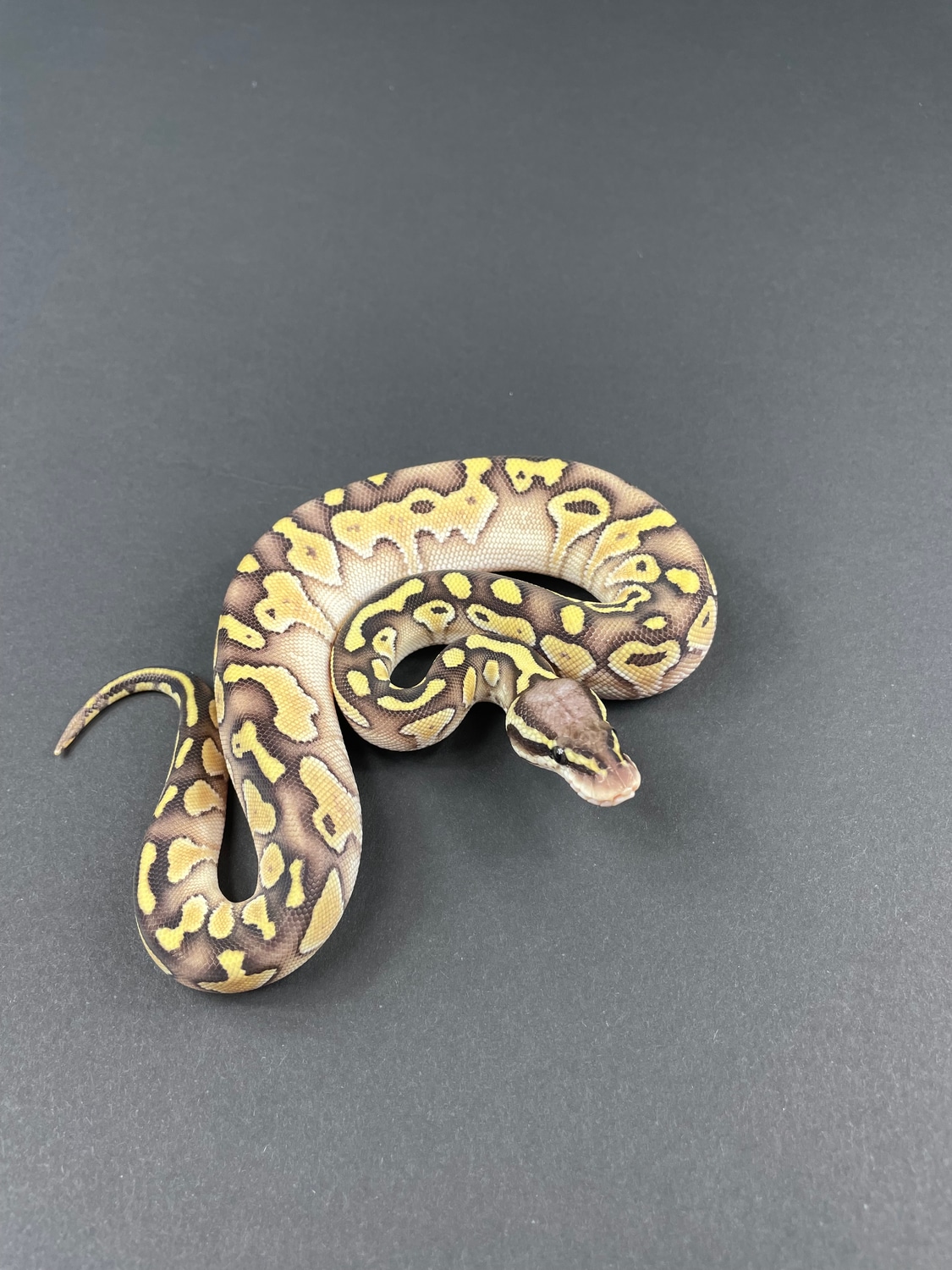 Butter Pastel Ball Python by Top Tier Reptiles, LLC - MorphMarket