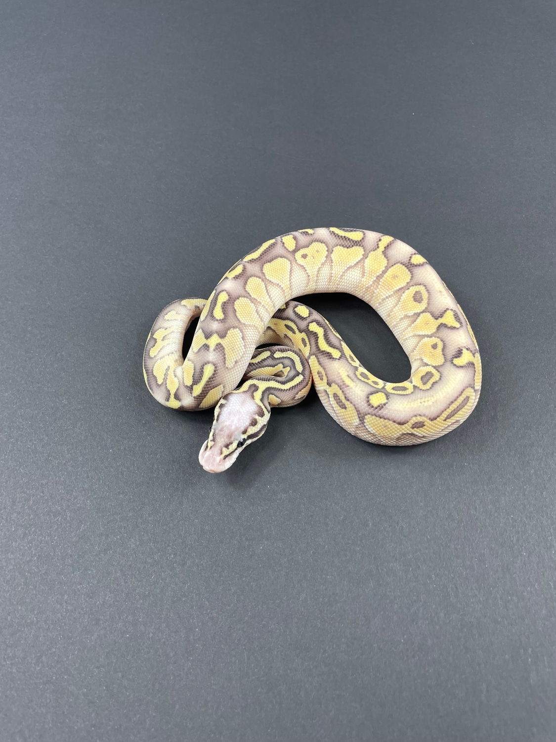 Super Pastel Butter Ball Python by Top Tier Reptiles, LLC - MorphMarket