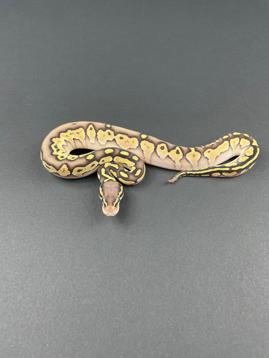 Butter Pastel Ball Python by Top Tier Reptiles, LLC - MorphMarket