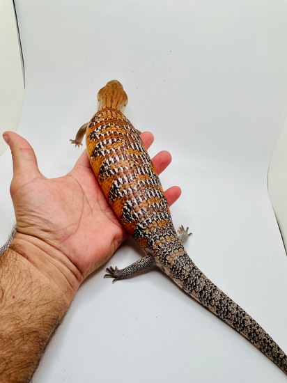 Northern Blue-Tongued Skinks by Bryan Teixeira