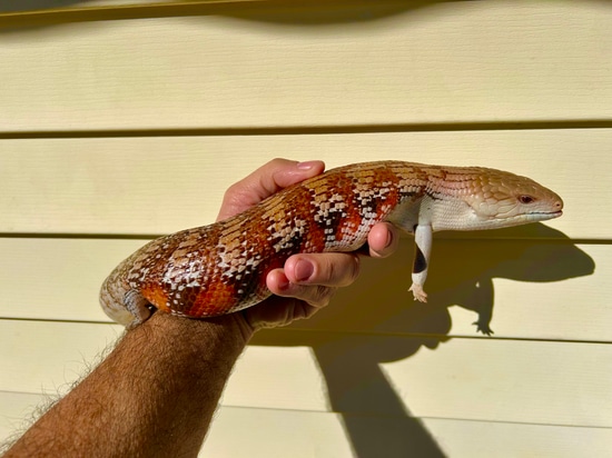 Blue-Tongued Skink Female Proven Fenn Magma Northern Blue-Tongued Skink ...