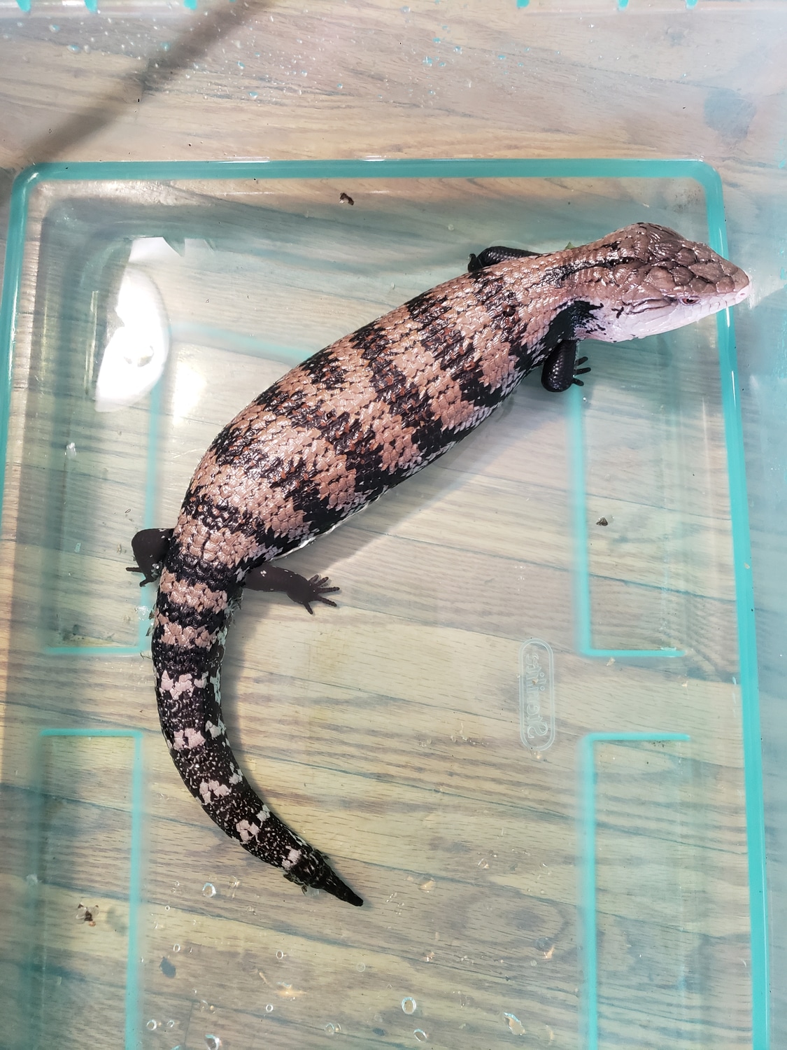 Halmahera Blue Tongue Skink Halmahera Blue-Tongued Skink by JB Dragons ...