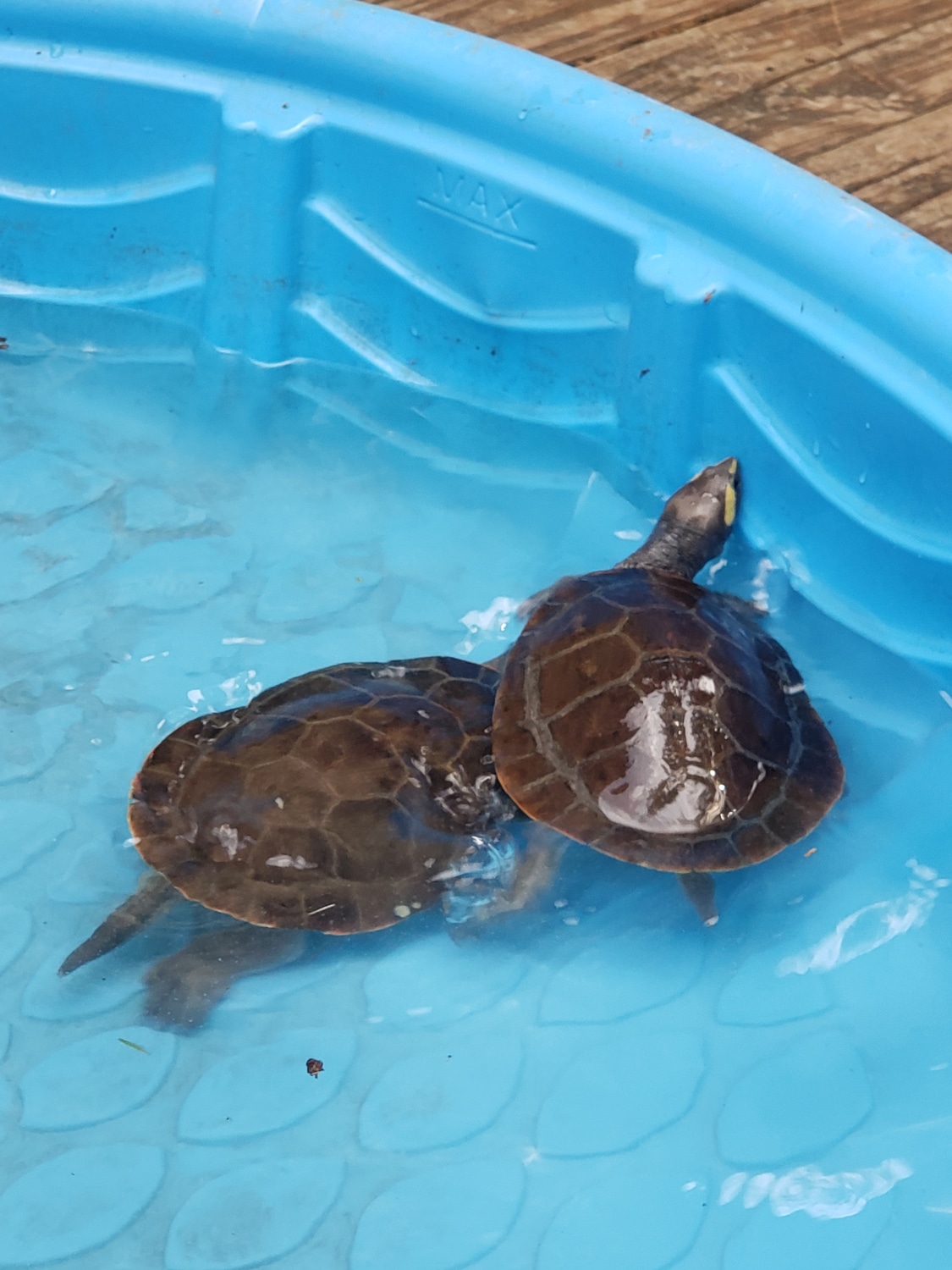 Pink Belly Side Neck Turtles Het Albino (PAIR) Side & Snake-necked ...