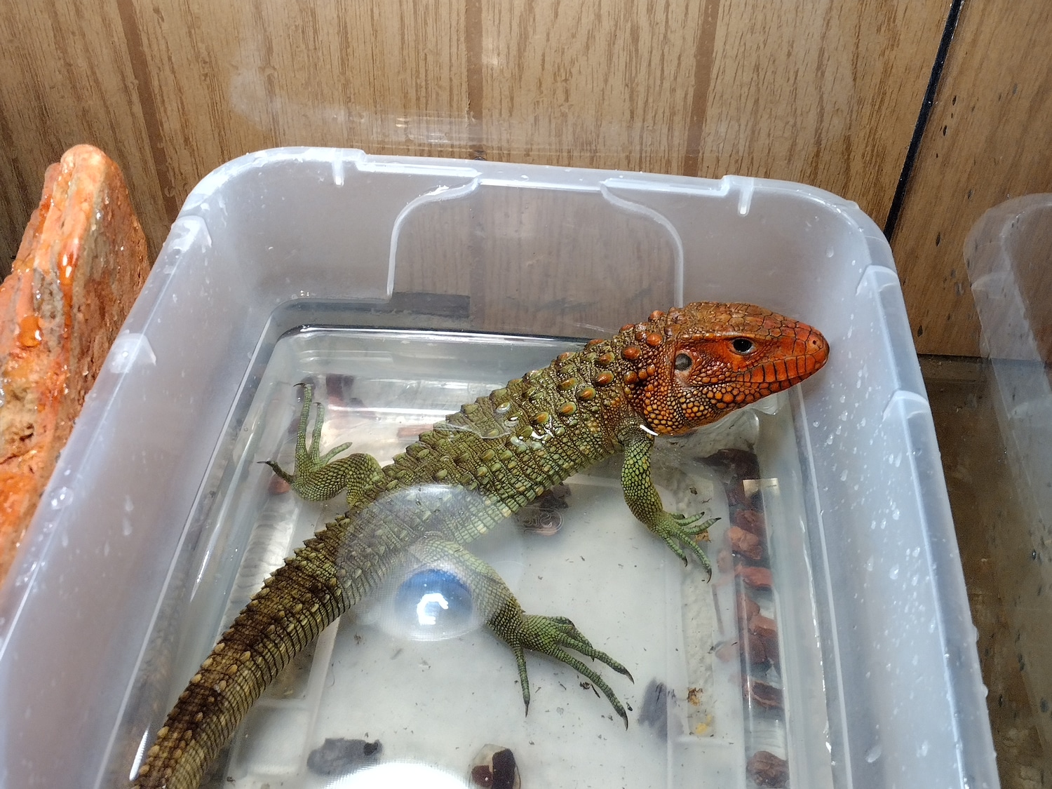 Caiman Lizard (Adult) Captive Bred More Lizard by JB Dragons - MorphMarket